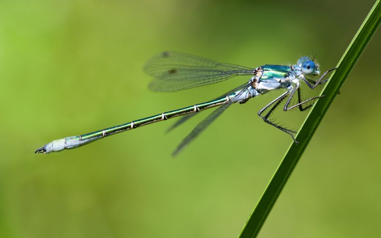 A guide to UK damselfly species | Canal & River Trust