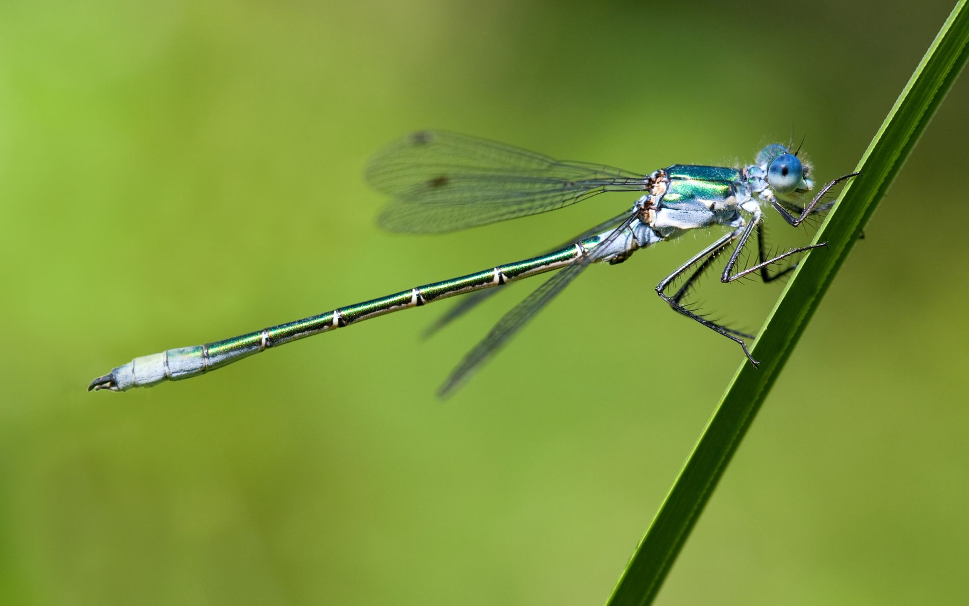 A guide to UK damselfly species | Canal & River Trust
