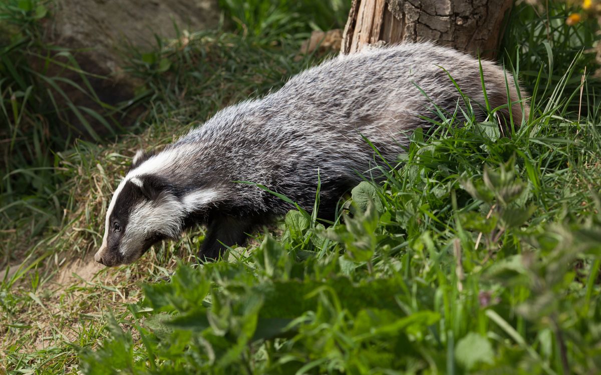 Tips to spot a badger | Canal & River Trust