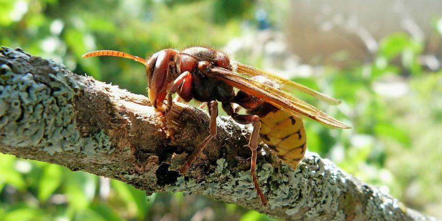 Hornet | canal wildlife