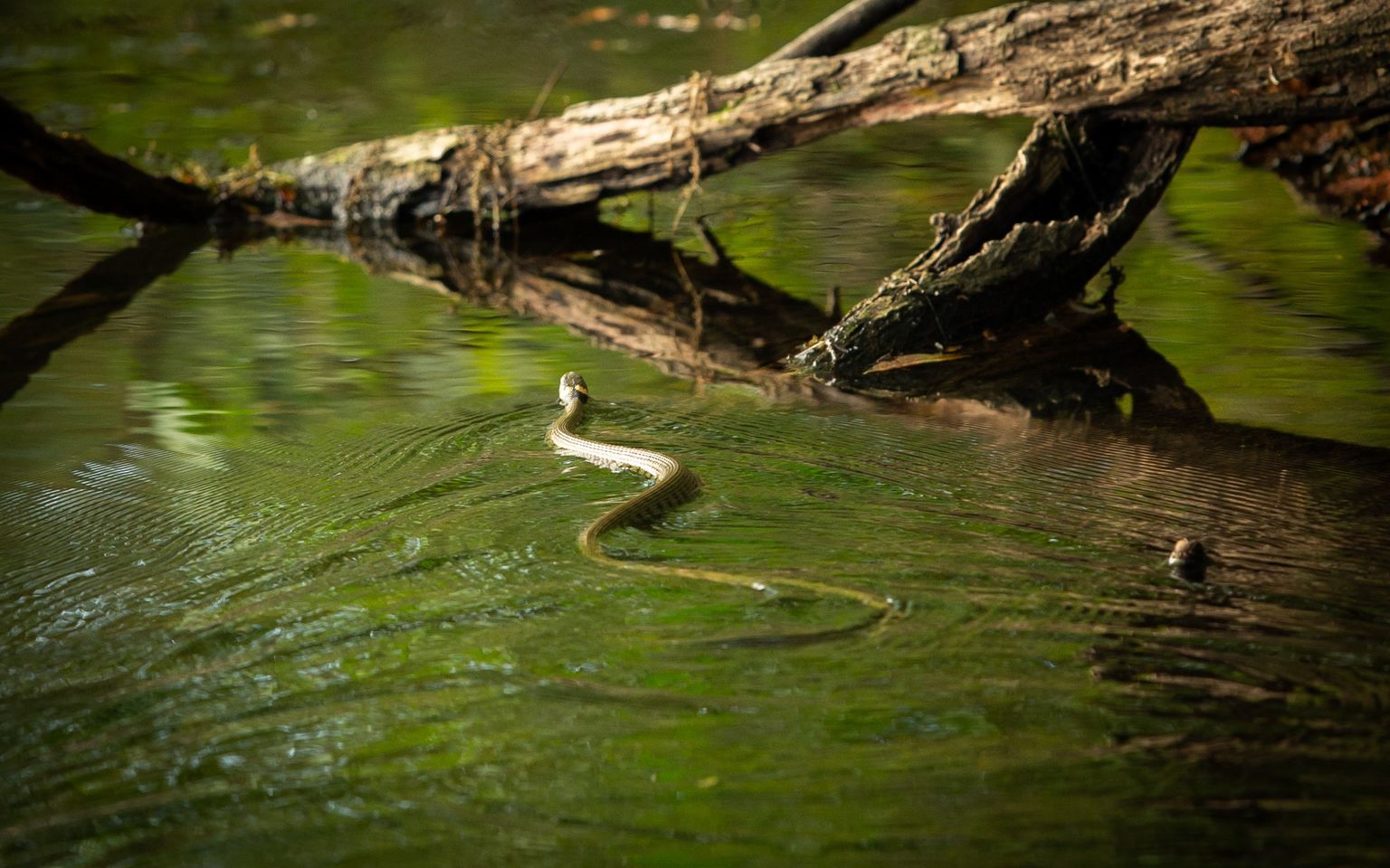 Grass snake | canal wildlife