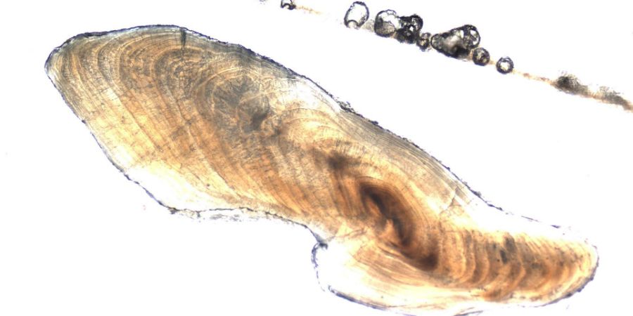 Guide to fish health | How to tell the age of a fish
