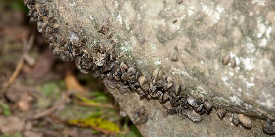 Zebra mussel | Invasive species