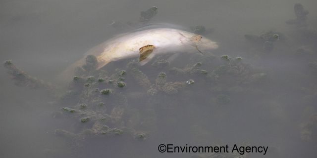 Guide to fish health | Koi herpesvirus (KHV)