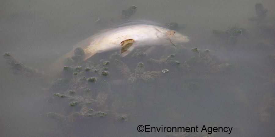 Guide to fish health | Koi herpesvirus (KHV)
