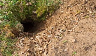 Badger | canal wildlife