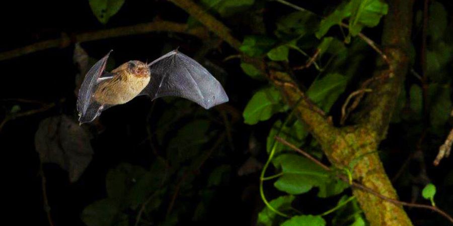 Best places to see bats along our canals and rivers | Canal & River Trust