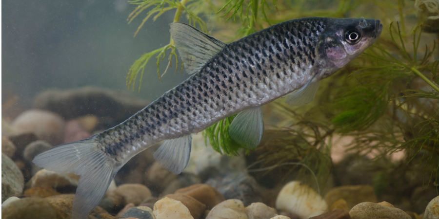 Topmouth gudgeon | Canal & River Trust