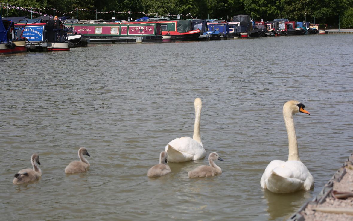Swan | canal wildlife