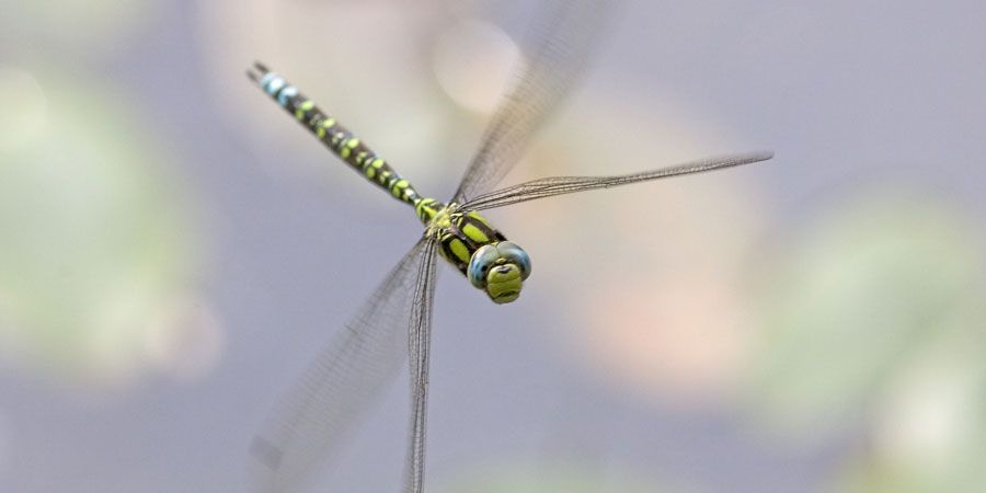 Dragonfly | waterway wildlife | Canal & River Trust