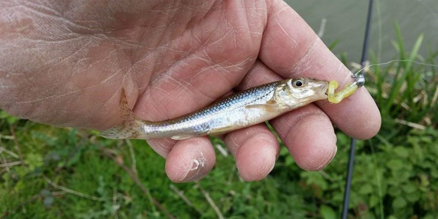 In praise of the gudgeon (part 2) | Canal & River Trust