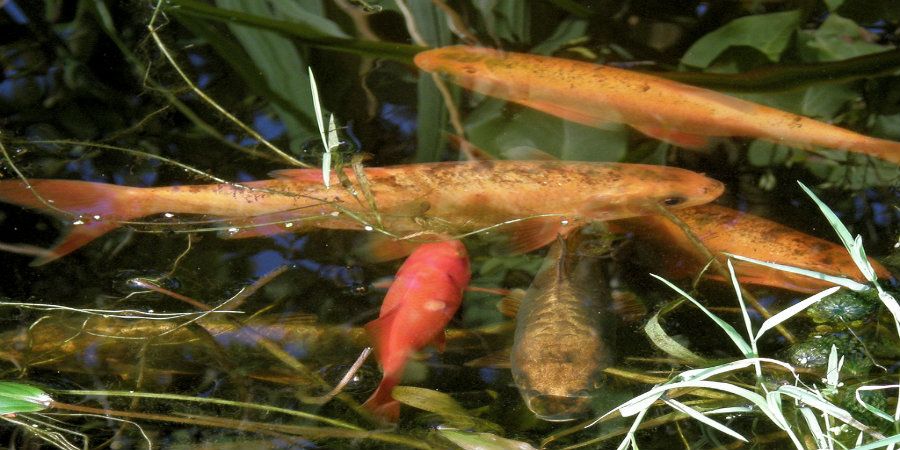 Golden orfe | Types of fish