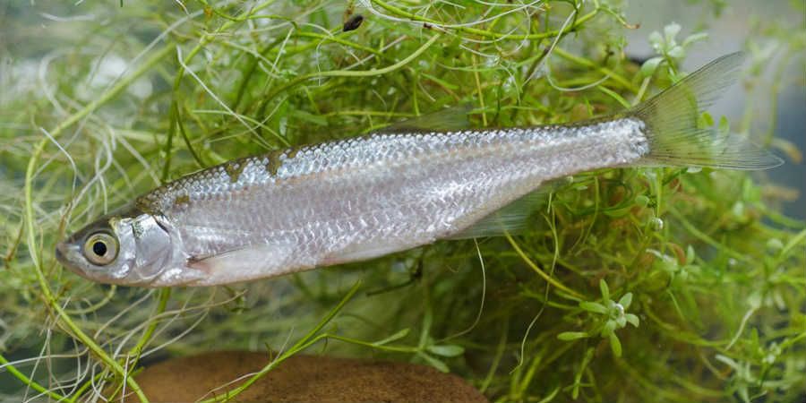 Bleak | Types of fish