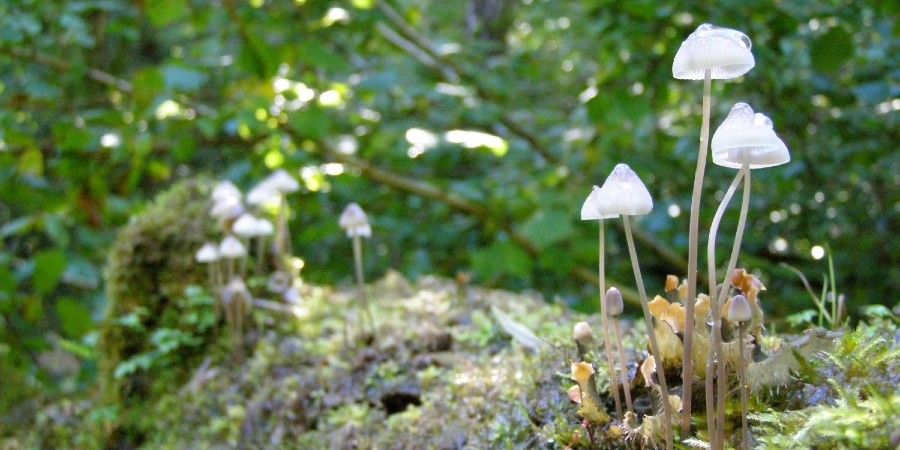 Autumn smells | Canal & River Trust