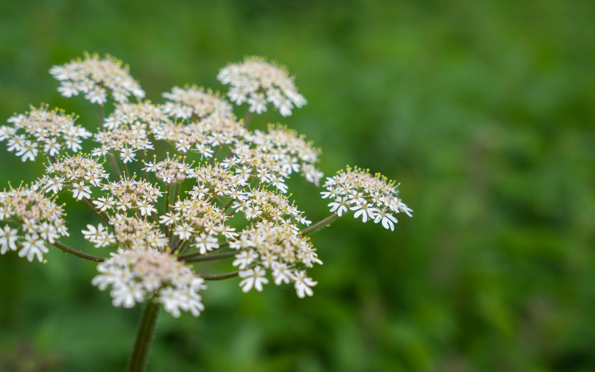 Cow parsley | Native plant species | Canal & River Trust