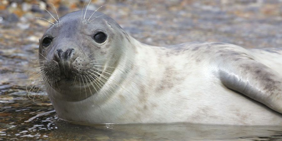 Seals on the Tees | Canal & River Trust