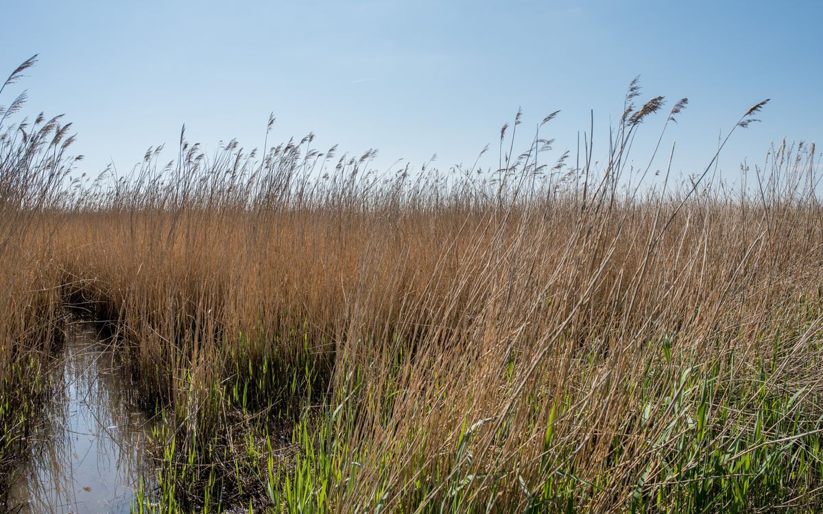Common reed | Native plant species | Canal & River Trust