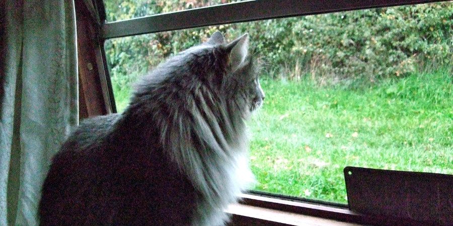 Living aboard with a ship's cat | Canal & River Trust