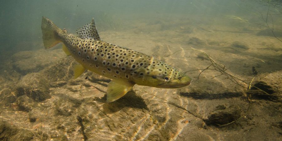 Brown trout | Types of fish