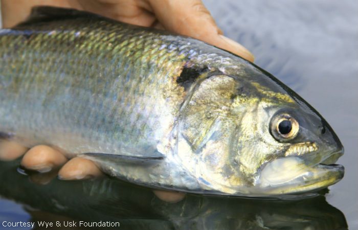 Unlocking the Severn | Canal & River Trust