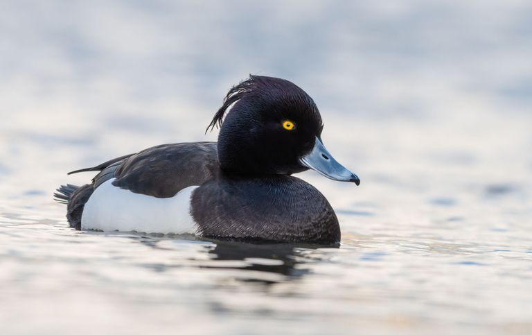 Tufted duck | canal wildlife