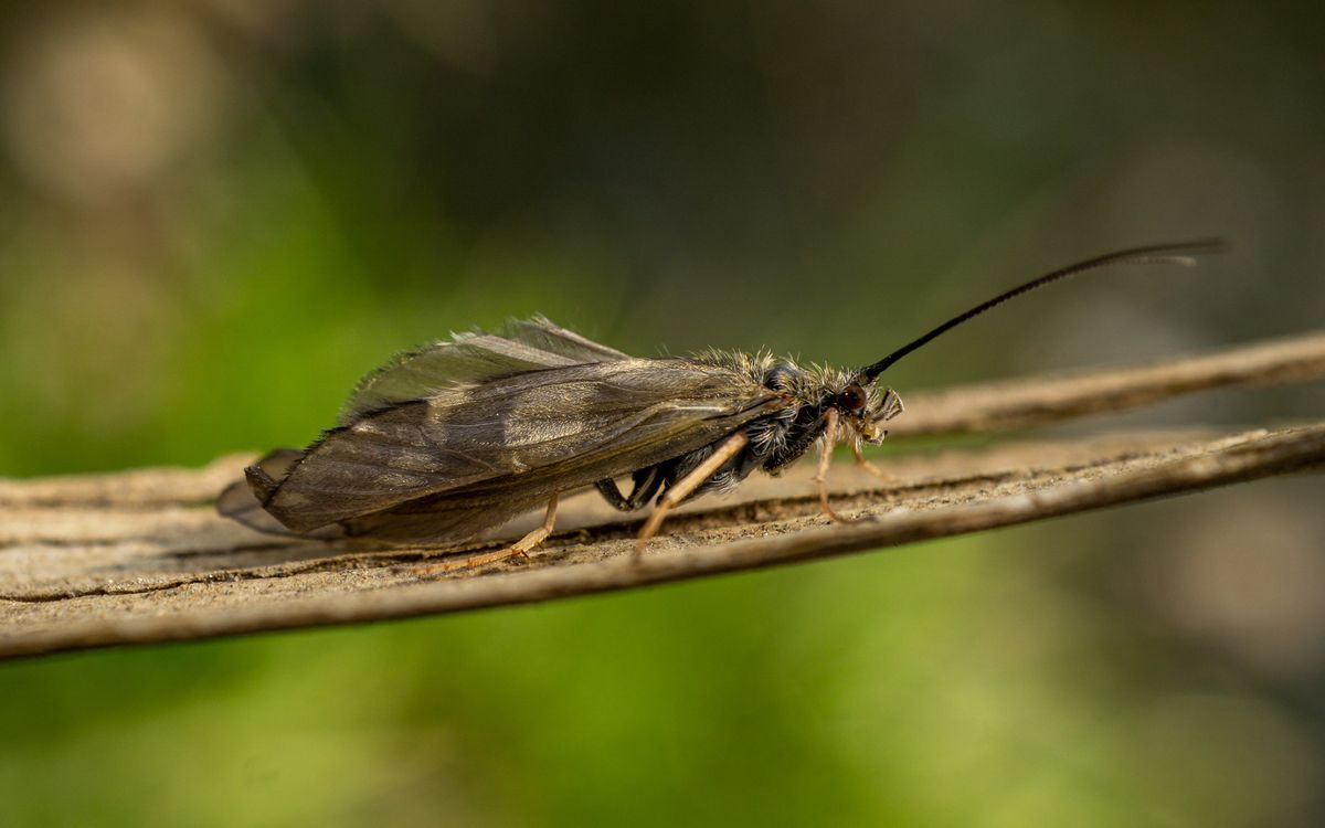 Caddisfly | Canal wildlife