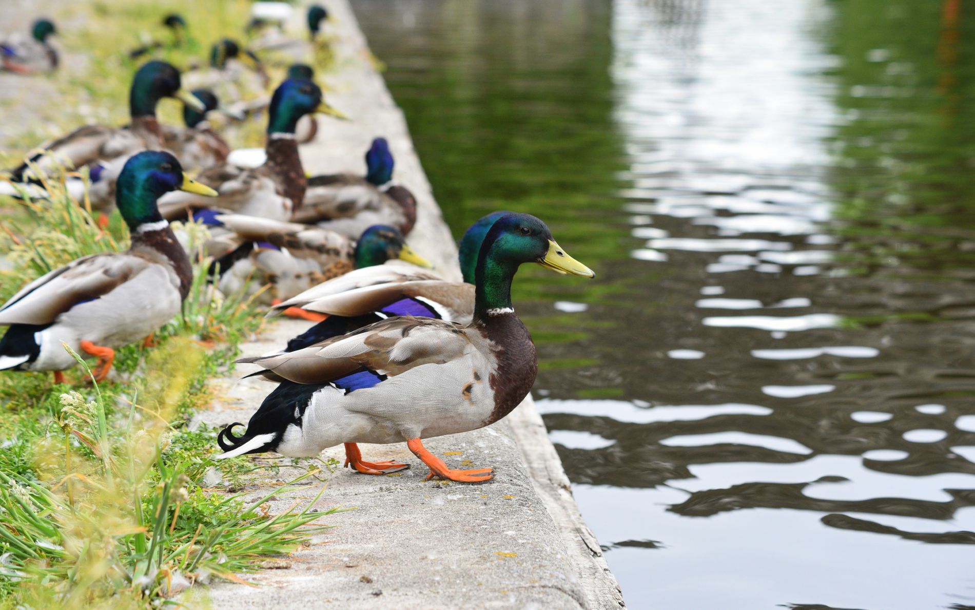 Duck | canal wildlife