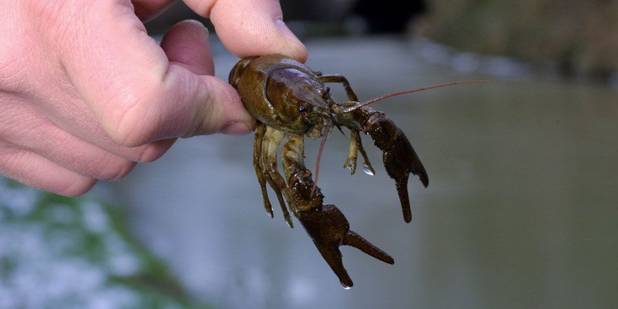 White-clawed crayfish | Rare and protected fish