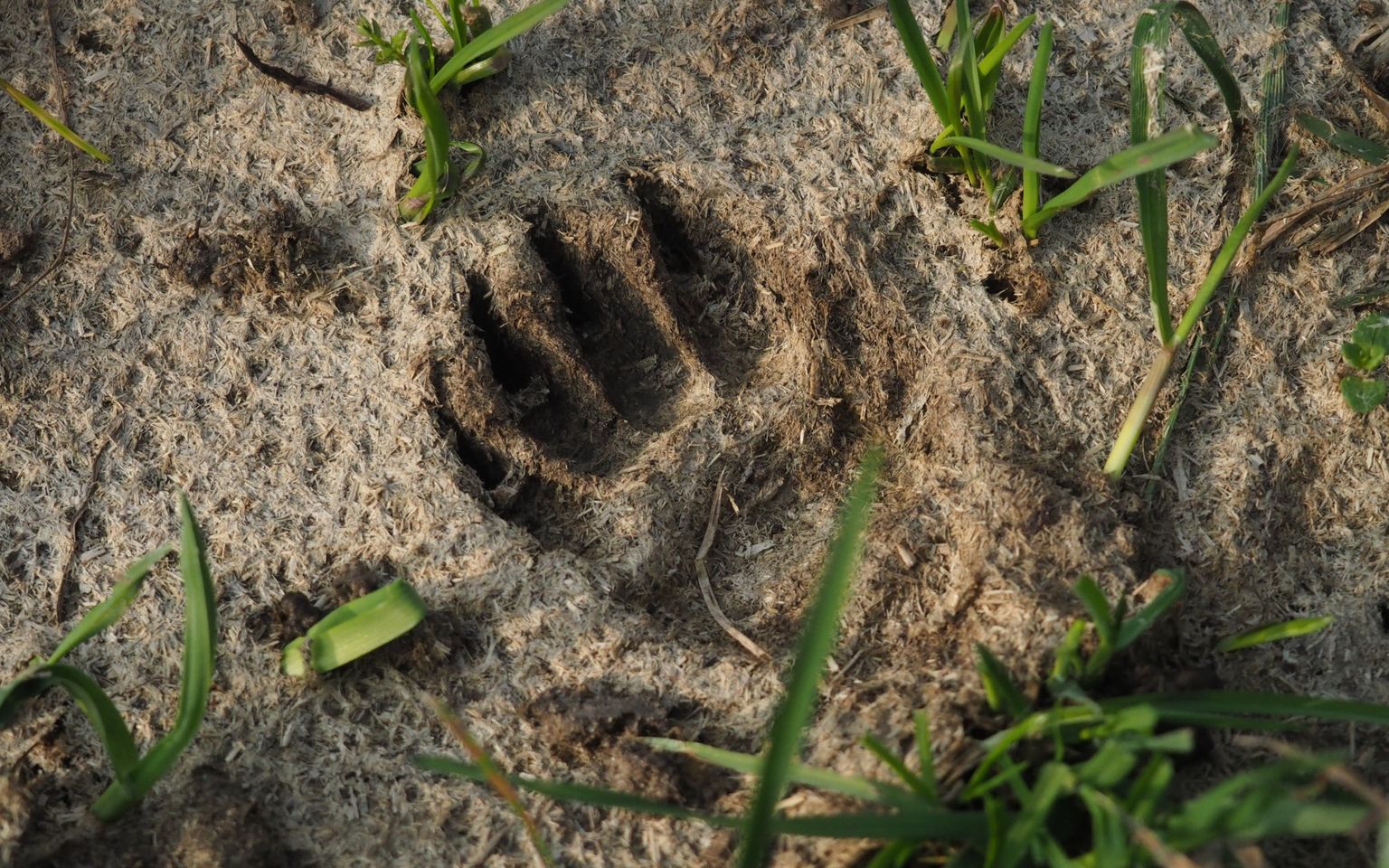 Badger | canal wildlife