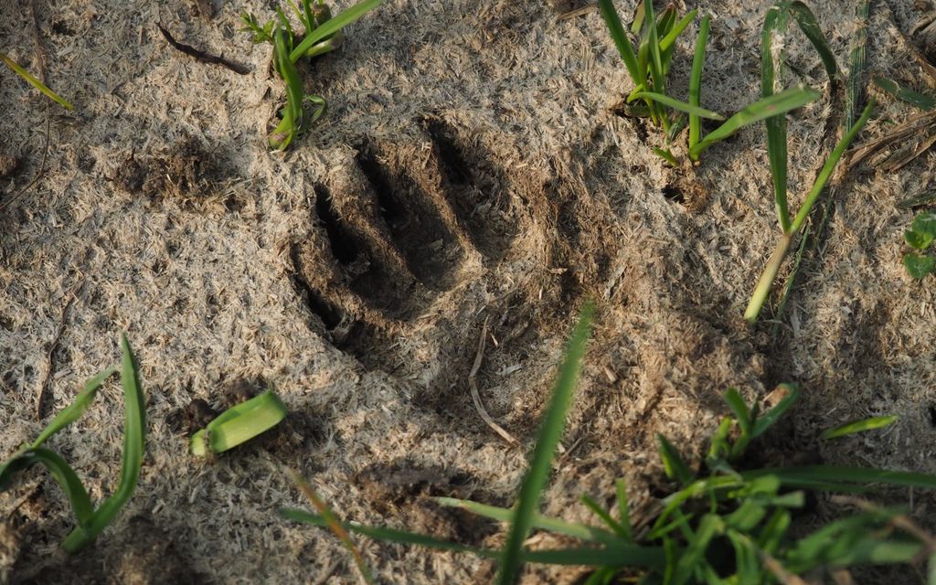 Badger | canal wildlife
