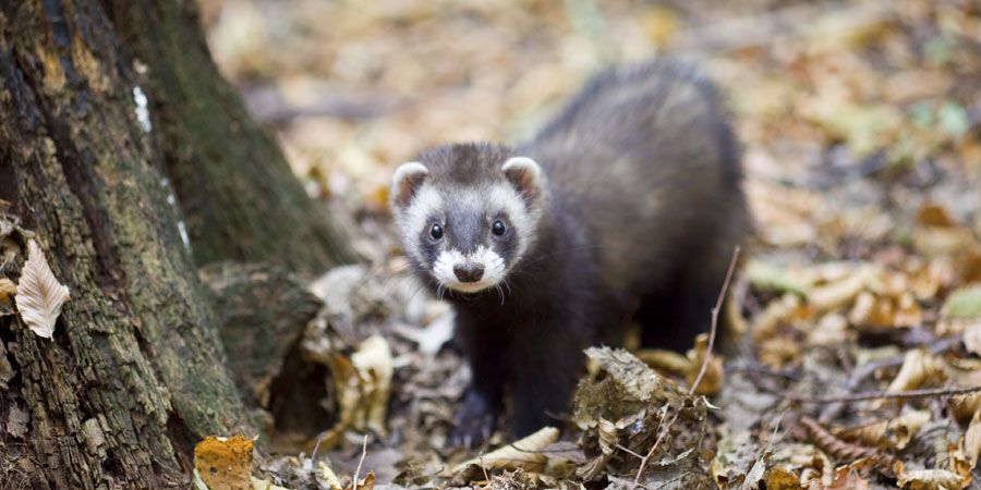 Polecat | canal wildlife