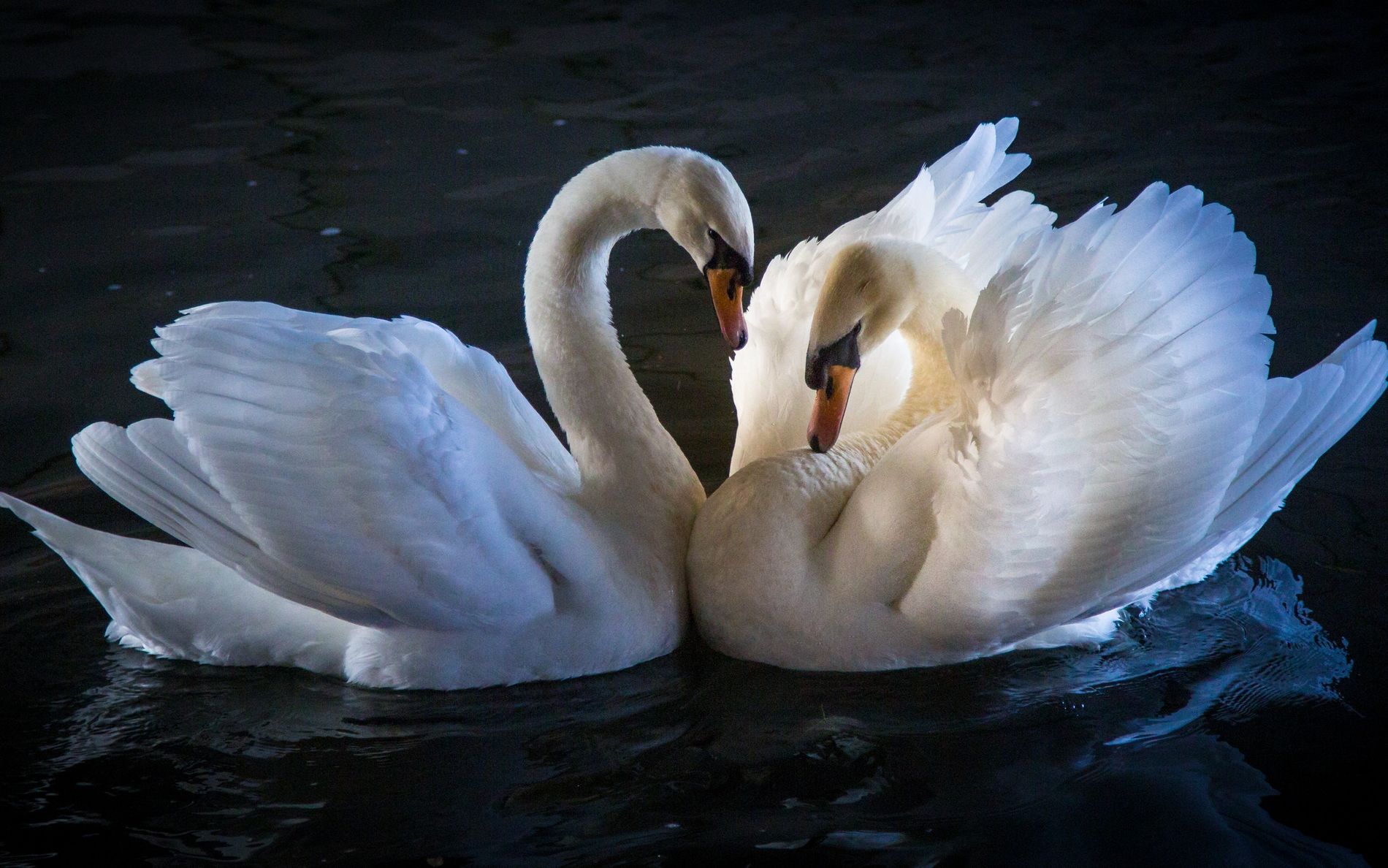 Mute swan | Canal & River Trust