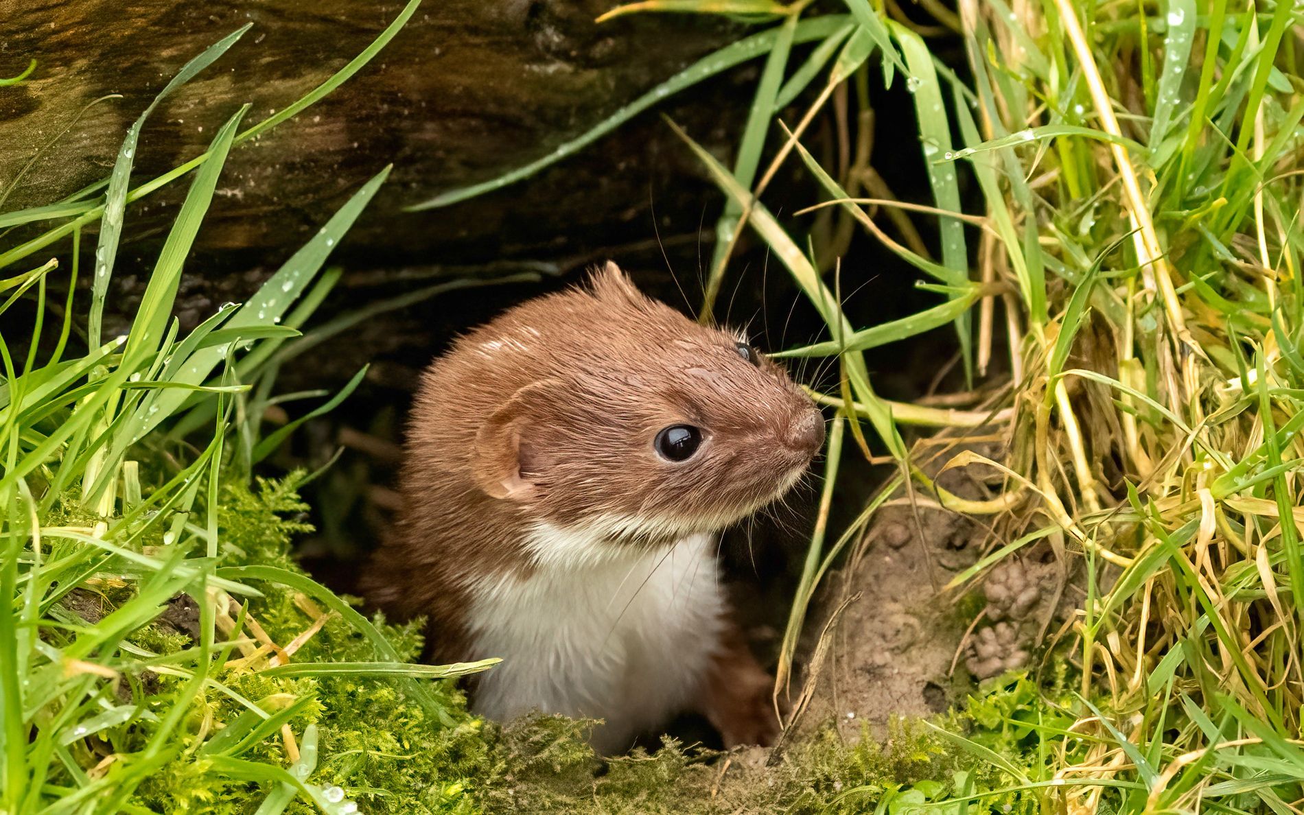 Weasel | canal wildlife