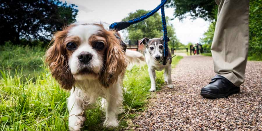 Dog Friendly Walks Near Me | Canal & River Trust