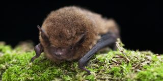 How to identify bat species | Canal & River Trust
