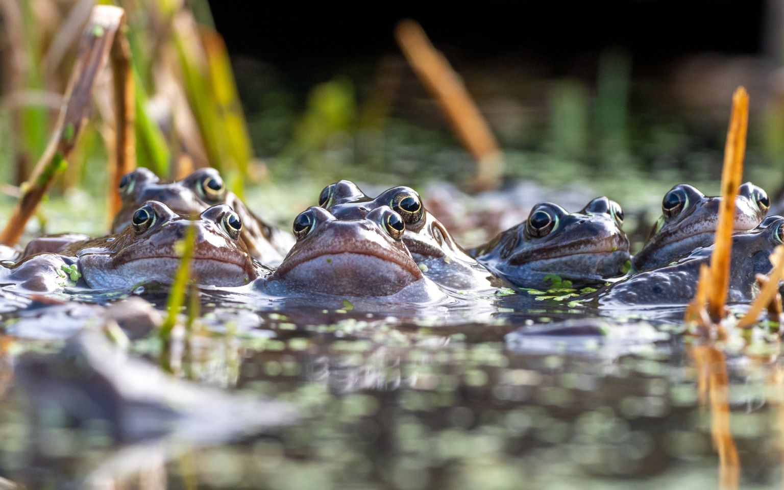 Frog | canal wildlife