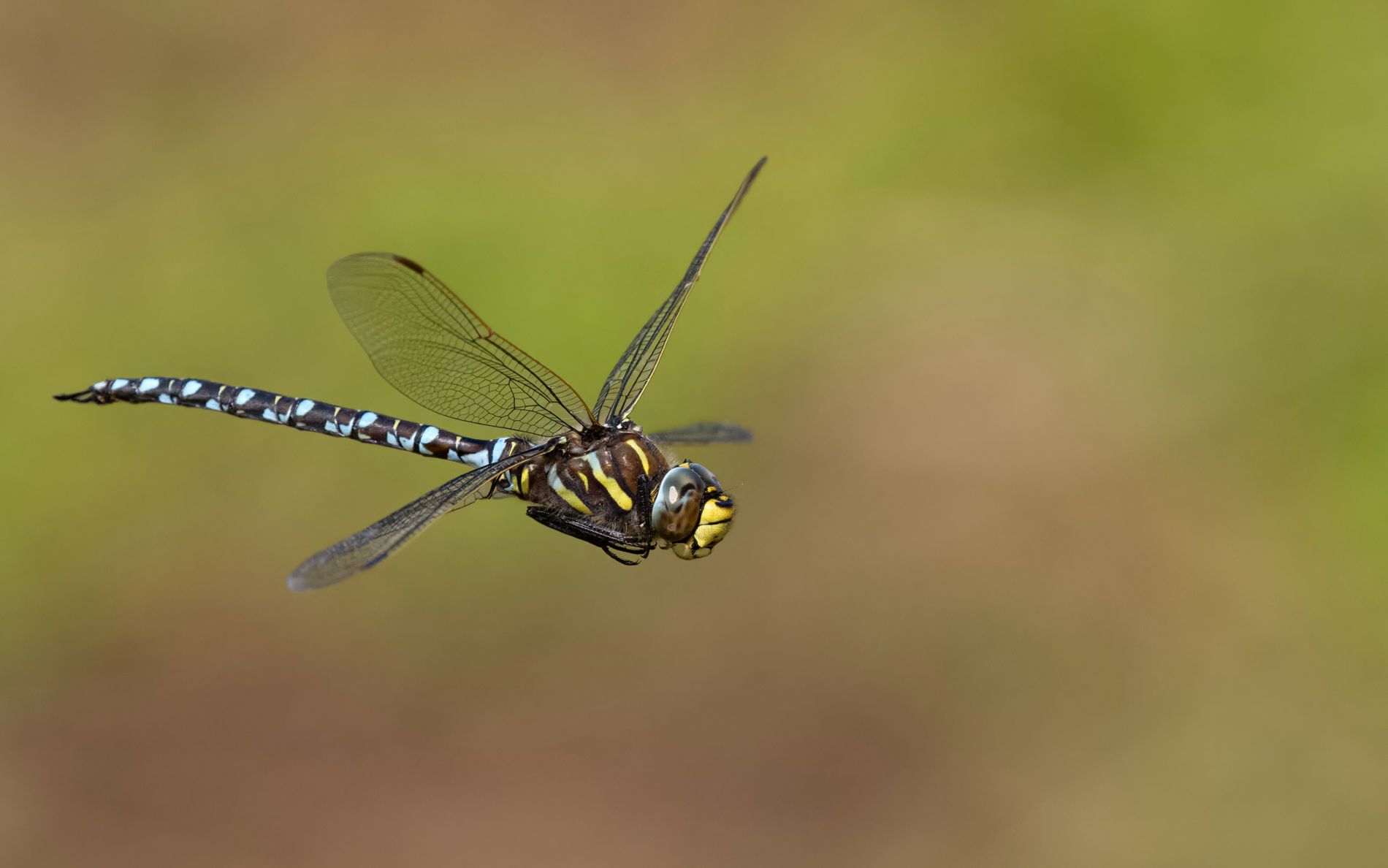 Guide to UK dragonfly species | Canal & River Trust