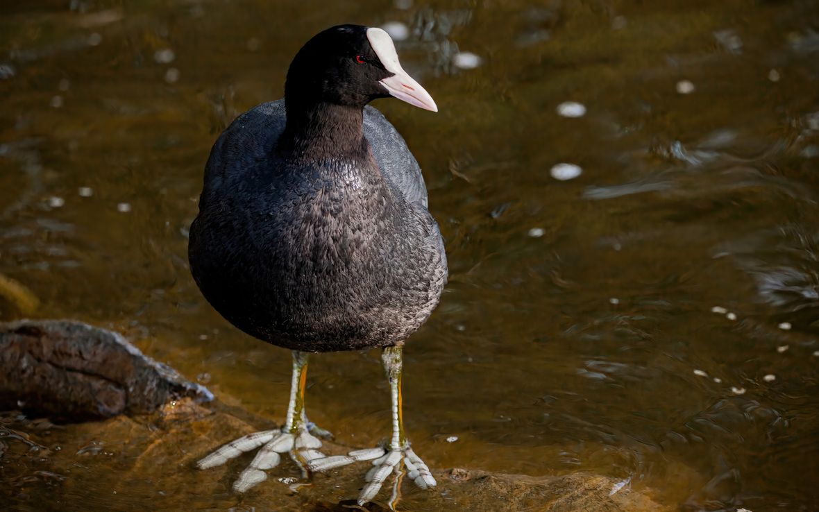 What's the difference between a coot and a moorhen? | Canal & River Trust