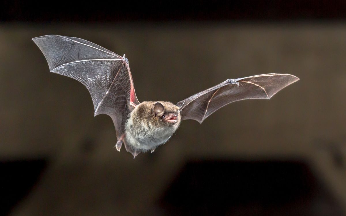 Bat | canal wildlife