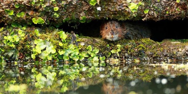 Saving the water vole on our canals | Canal & River Trust