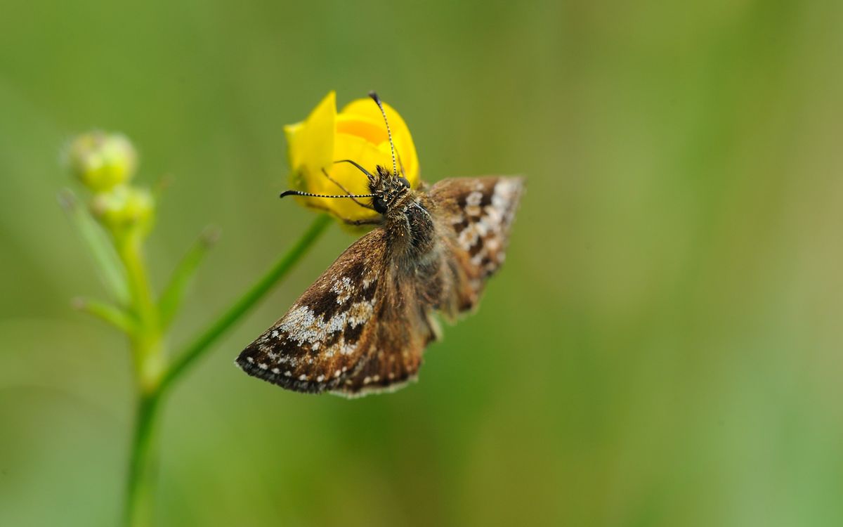 Guide to UK insect species to discover on your local canal | Canal ...