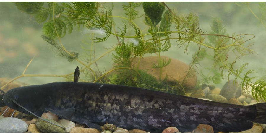 Catfish (Wels) | Invasive and non-native fish
