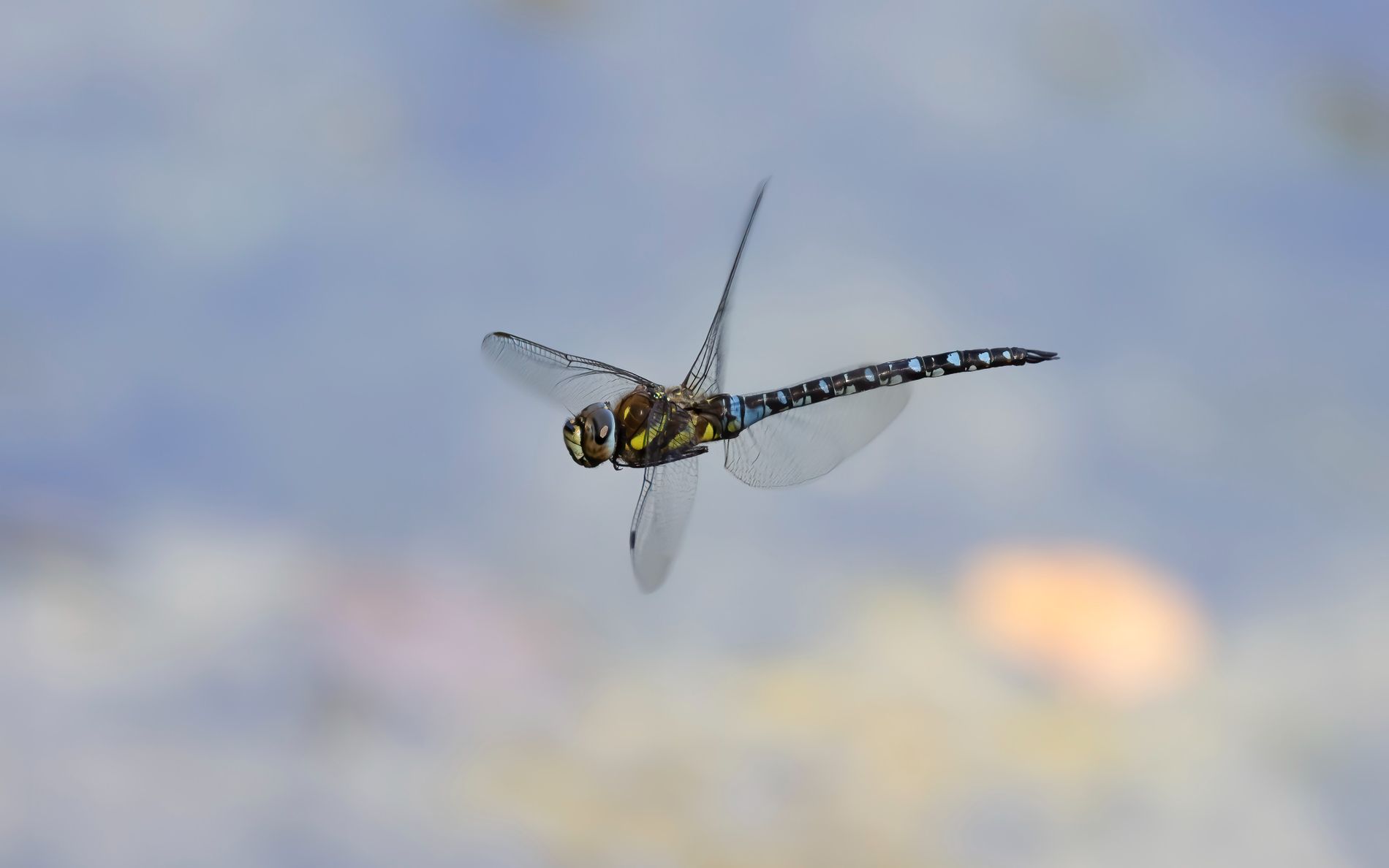 Guide to UK dragonfly species | Canal & River Trust