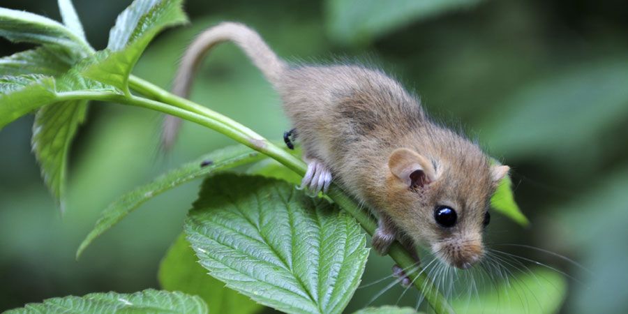 Dormouse | waterway wildlife | Canal & River Trust