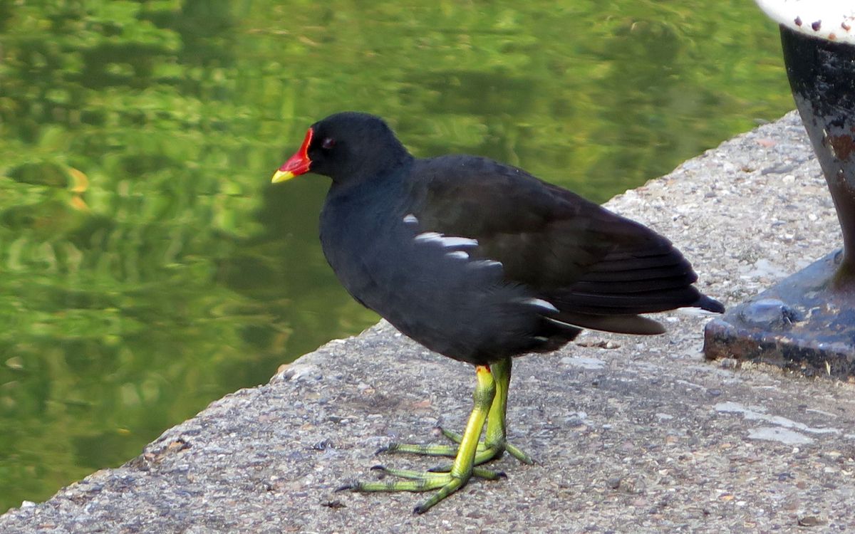 What's the difference between a coot and a moorhen? | Canal & River Trust