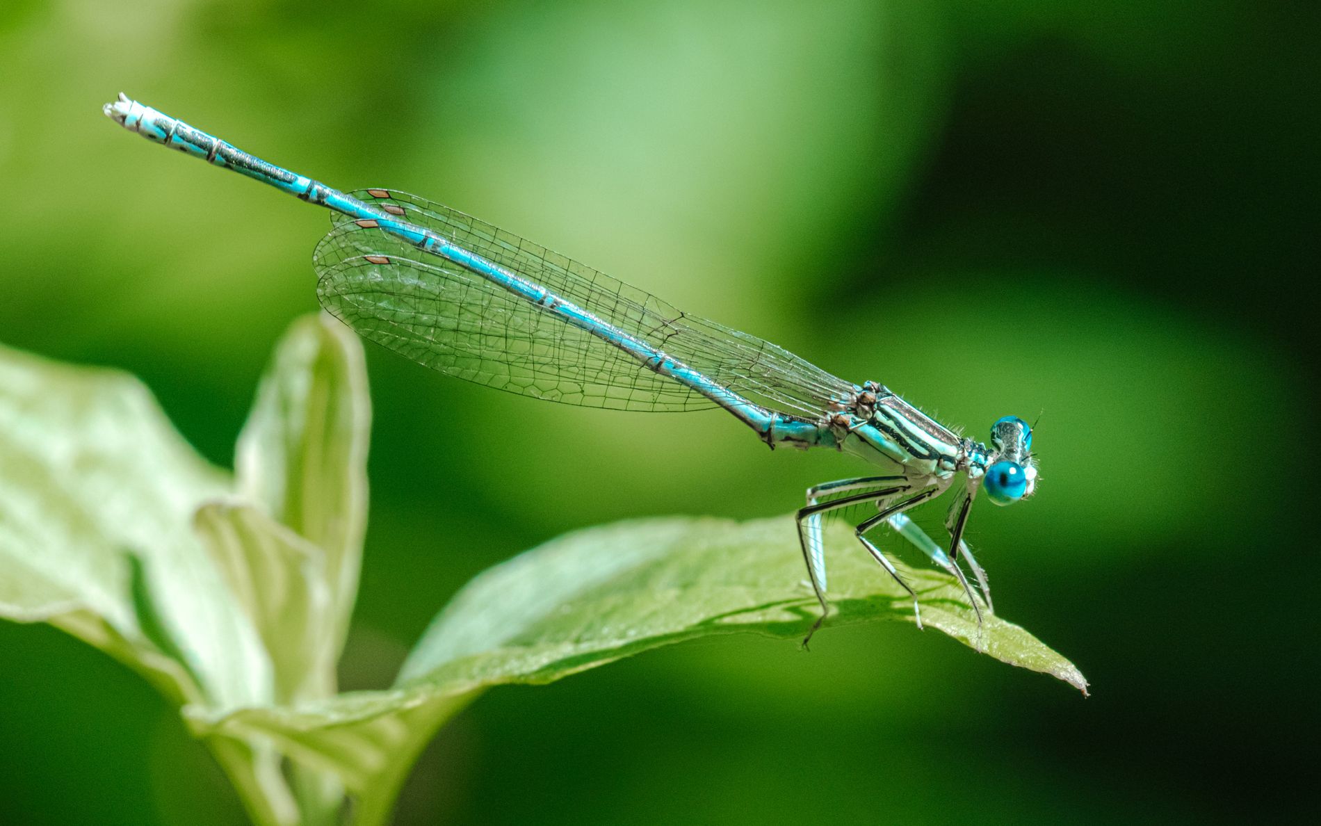 A guide to UK damselfly species | Canal & River Trust