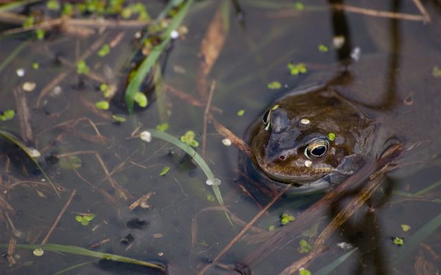 Frog | canal wildlife
