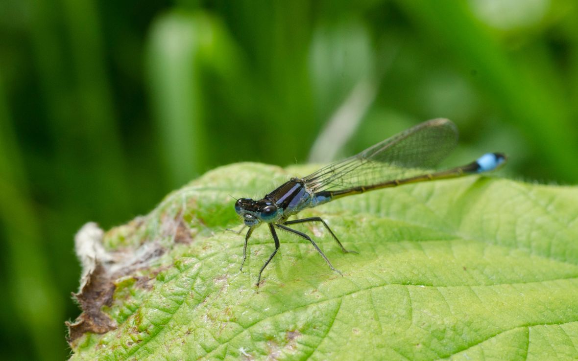 A guide to UK damselfly species | Canal & River Trust