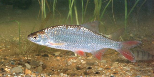 Beginner’s guide: canal fishing | Canal & River Trust
