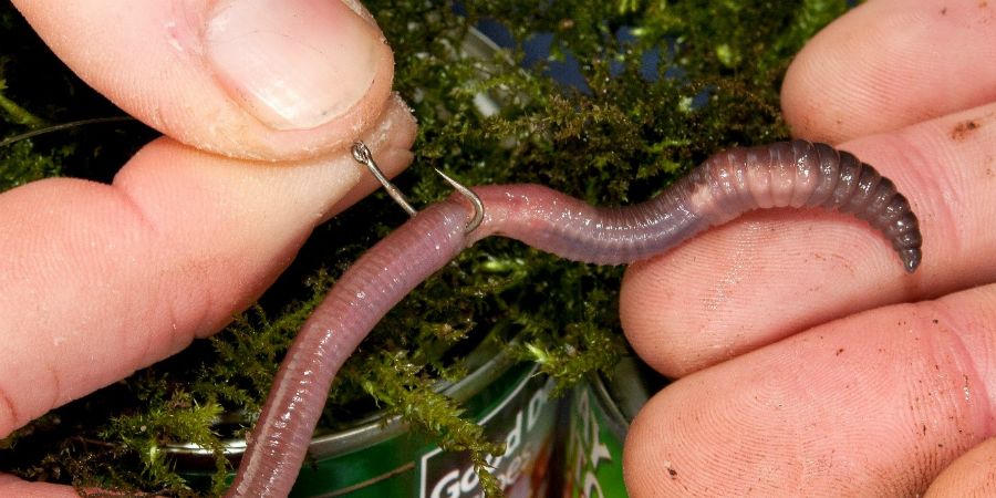 Chopped worm | Fishing